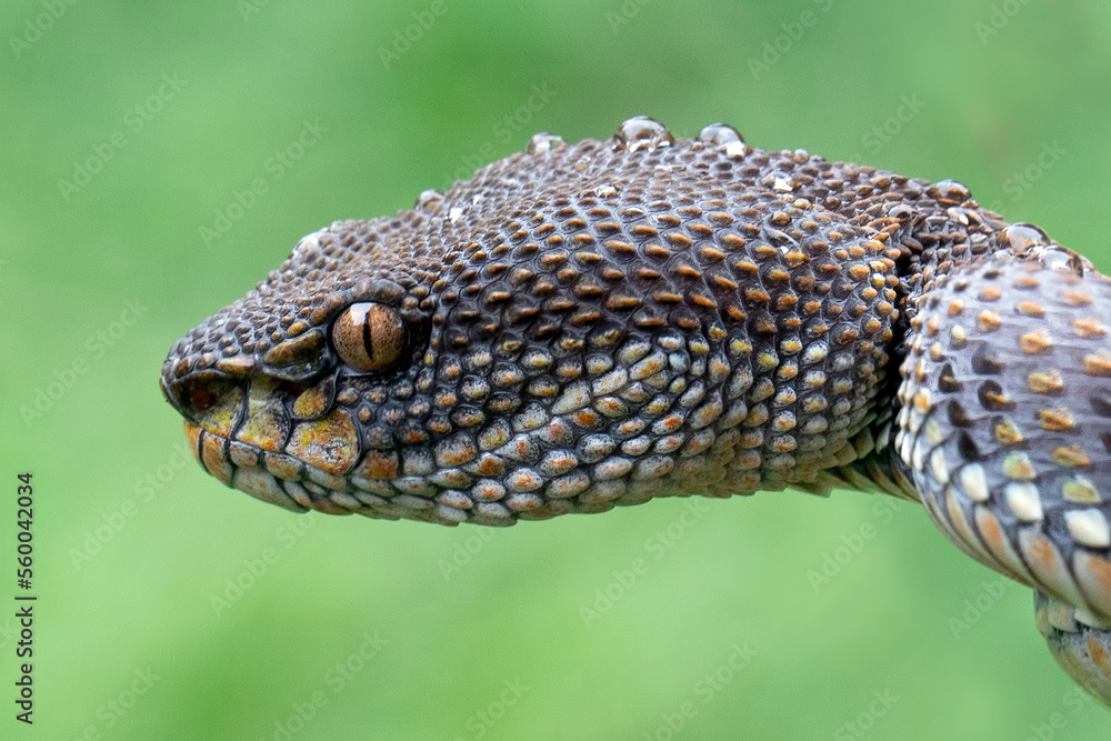 Black mangrove pit Viper closeup head, Black solid Pit Viper Closeup ...