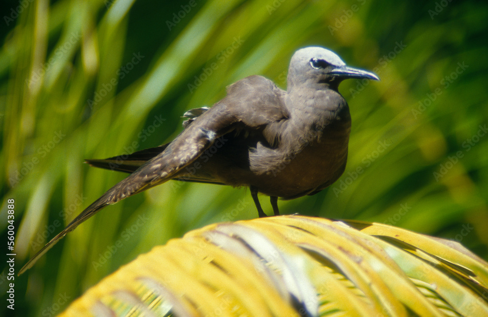 Noddi marianne,.Anous tenuirostris, Lesser Noddy, Ile Bird, Seychelles ...