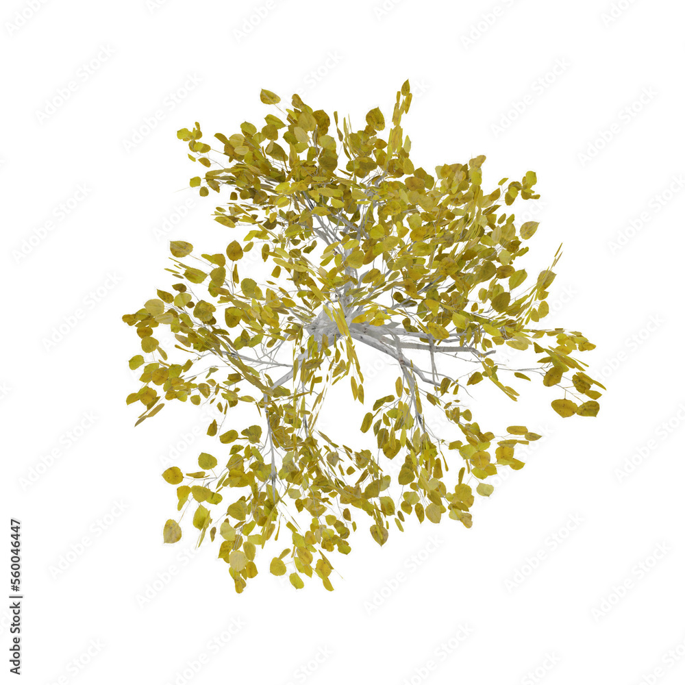 top down view Populus tremuloides, Quaking aspen isolated on white, 3d ...