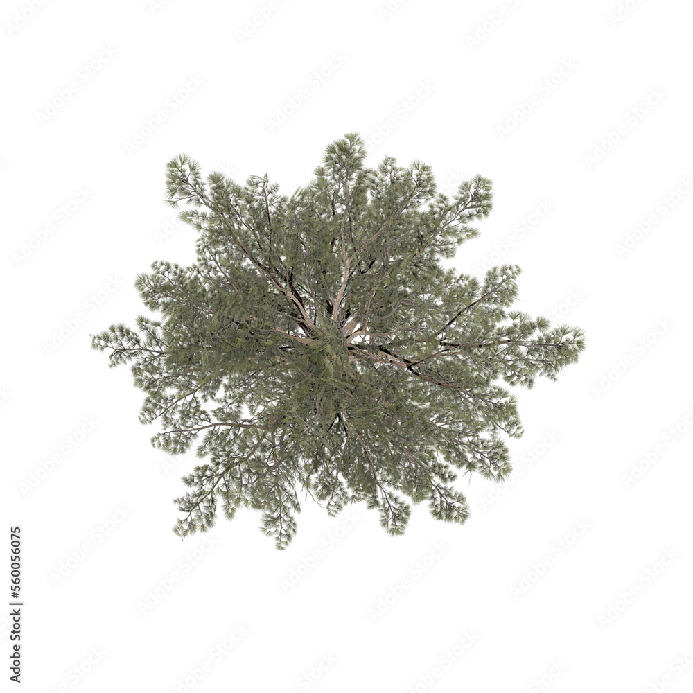 top down view Tree ScotsPine isolated on white, 3d rendering of Tree ...