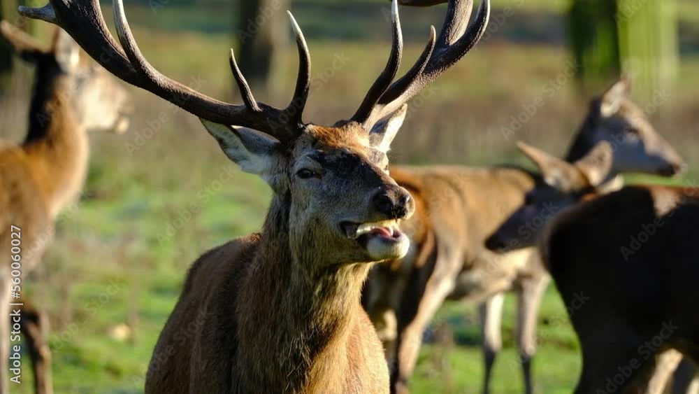 Red deer stag. The red deer (Cervus elaphus) is one of the largest deer ...