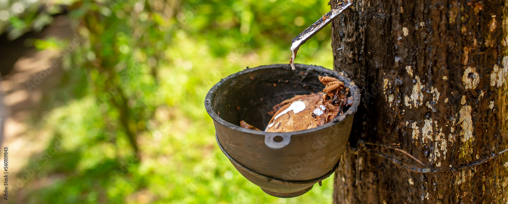 Milky latex extracted from the rubber tree Hevea Brasiliensis as a ...