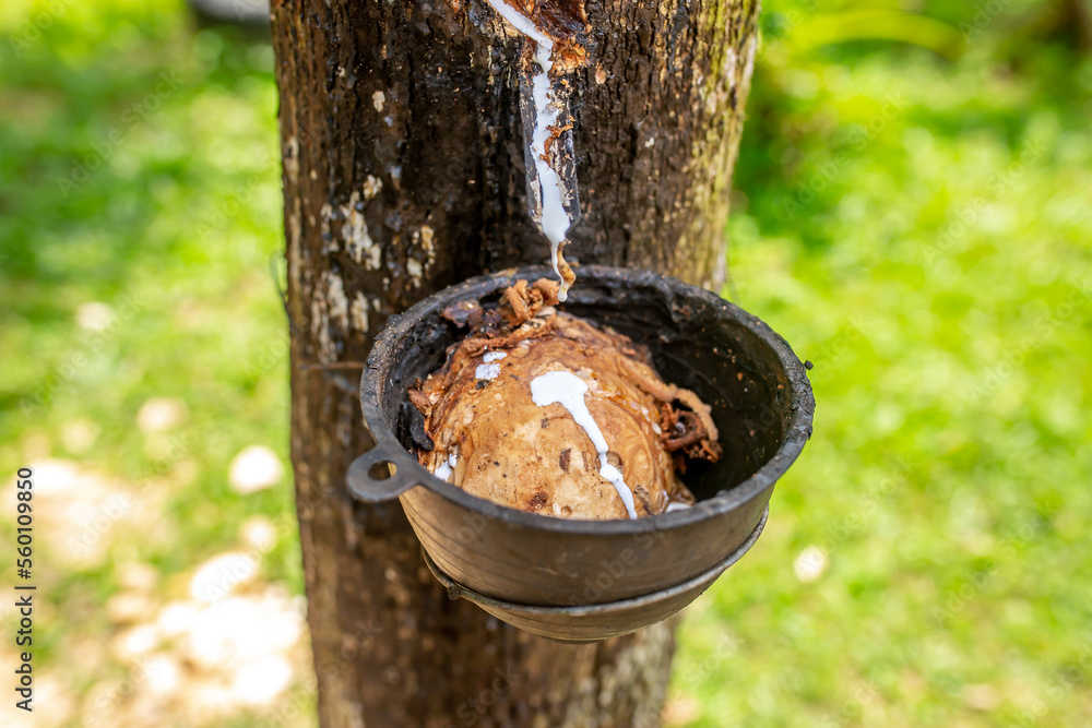 Milky latex extracted from the rubber tree Hevea Brasiliensis as a ...