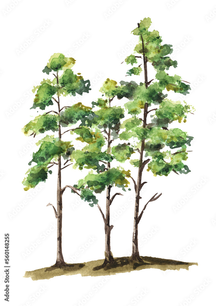 Grove of trees. Hand drawn watercolor illustration, isolated on white ...