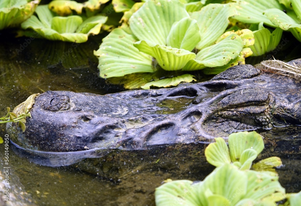 Sleeping Black Caiman on the river bank (Melanosuchus niger ...