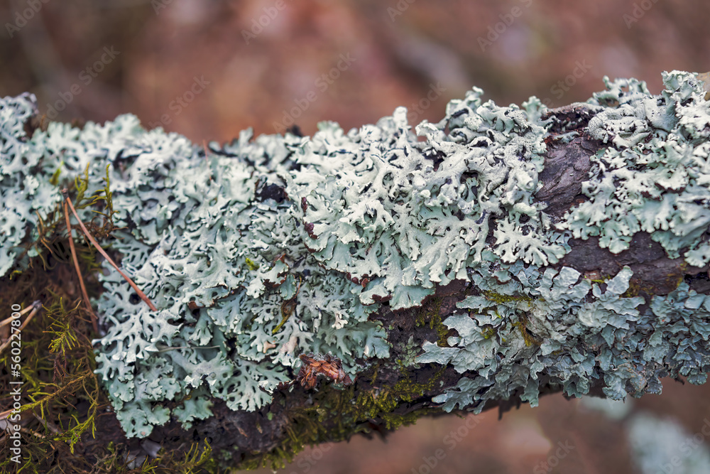 Parmelia sulcata lat. Parmelia sulcata - type of lichen genus Parmelee ...