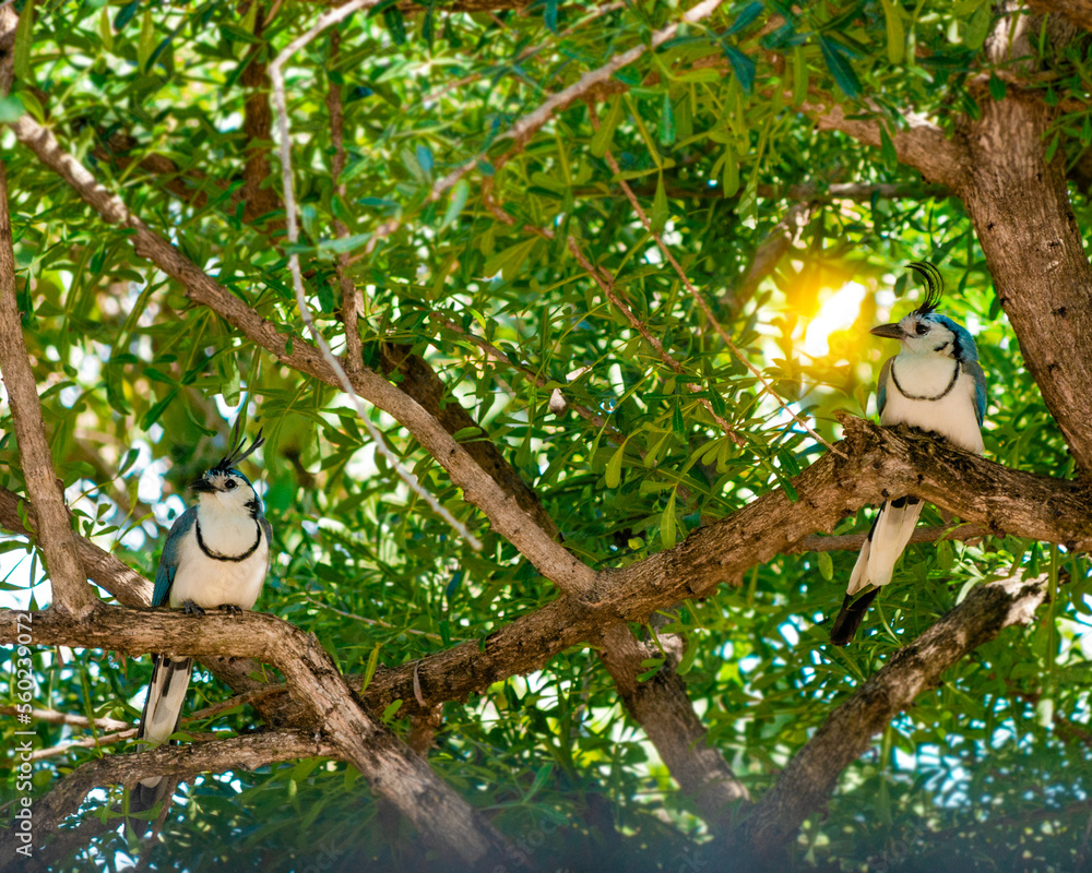 Two white-throated magpie (Calocitta formosa) on a tree branch. View of ...