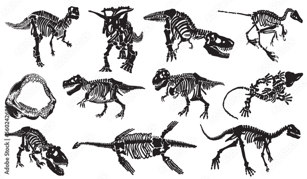 Graphical illustration, set of dinosaur skeletons isolated on white ...