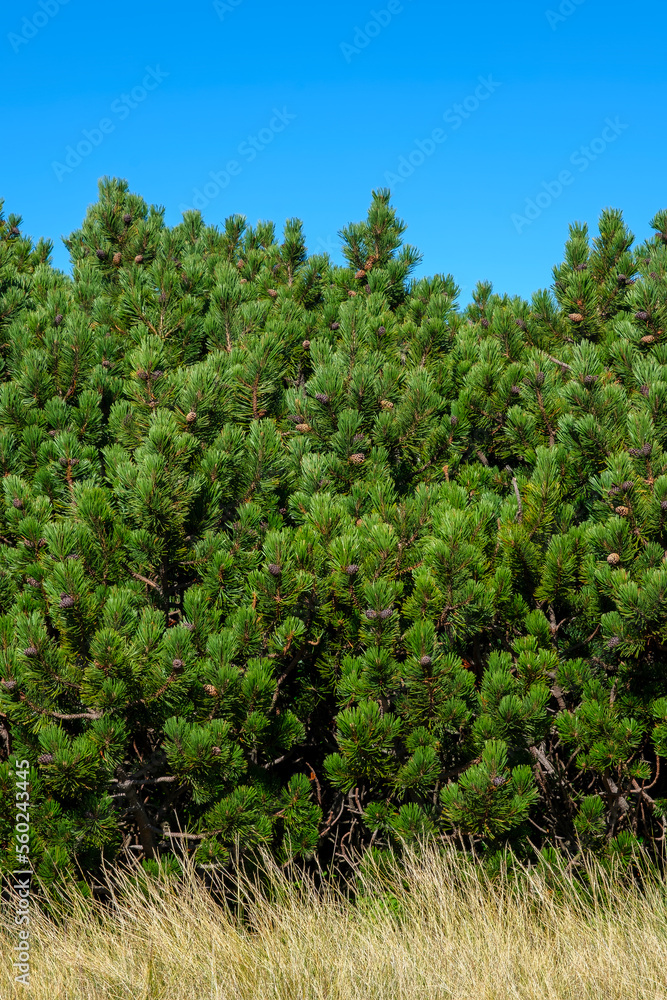 Dwarf mountain pine (Pinus mugo) forest on the high grassy mountains ...