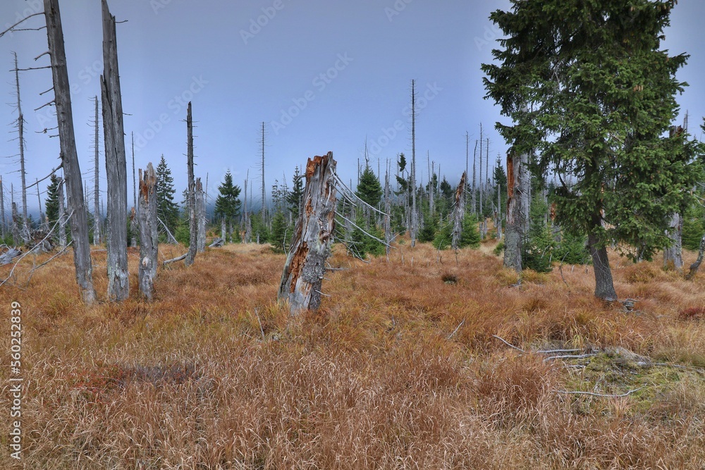 Devasted forest in caues of bark beetle infestation. Sumava National ...