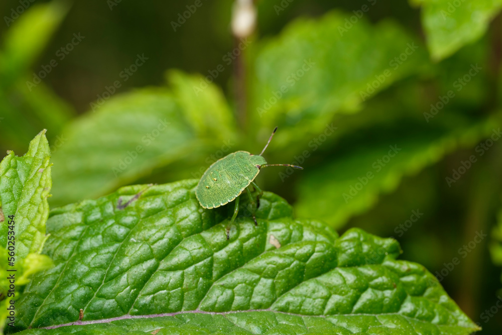 Older nymph green shield bug (Palomena prasina) of the family ...