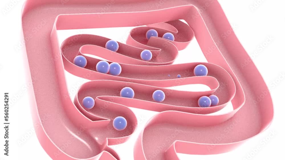 3d animation of gases passing through the large and small intestine ...