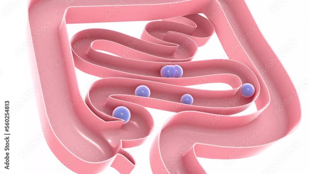 3d animation of gases passing through the large and small intestine ...