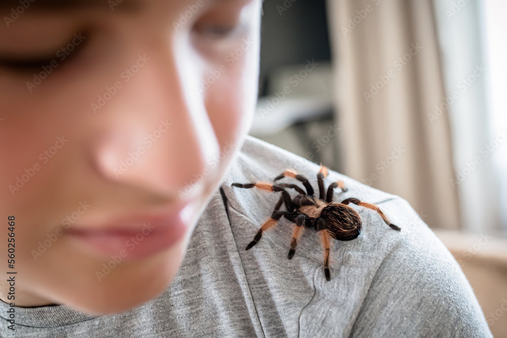 The boy looks at the cute pet spider crawling on his shoulder to face ...