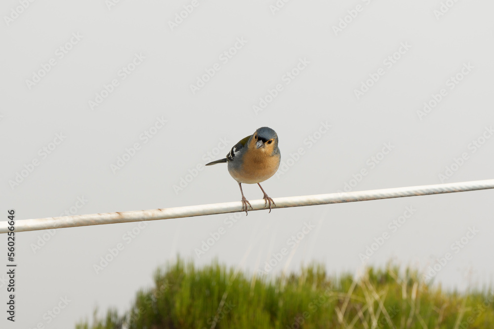 Fringilla coelebs moreletti maderensis, common chaffinch in the mist in ...