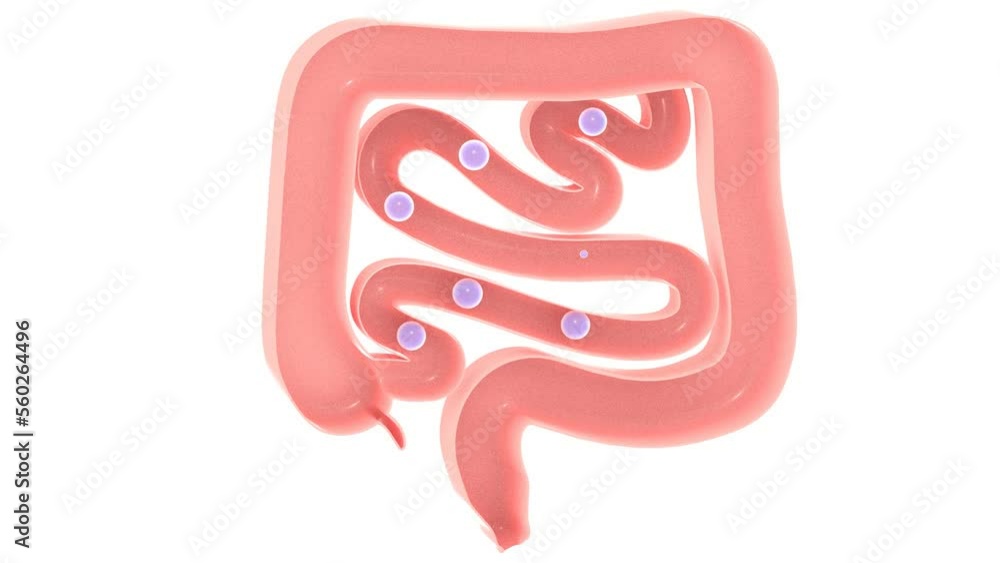 3d animation of gases passing through the large and small intestine ...