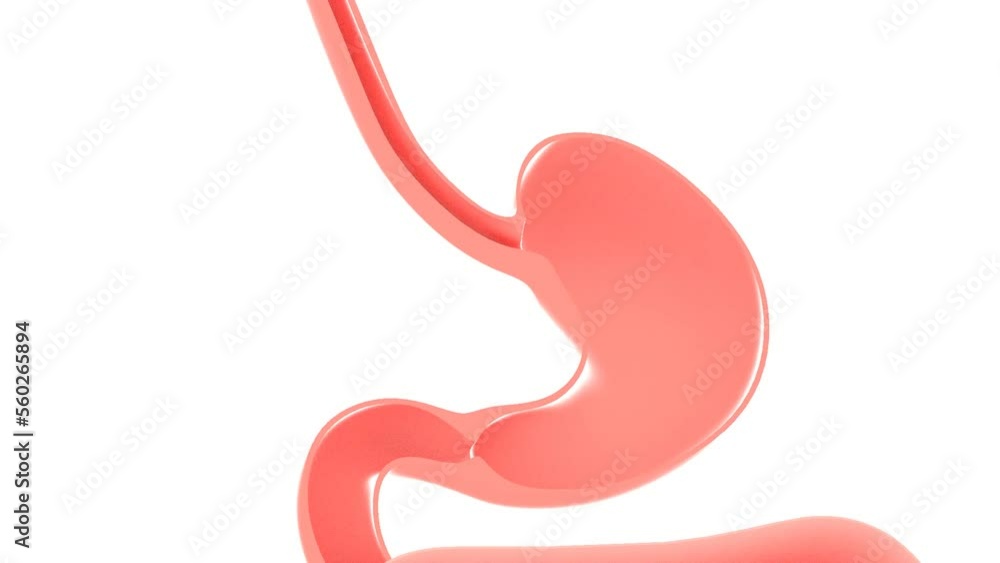 3d animation going through the Digestive System. From the esophagus to ...