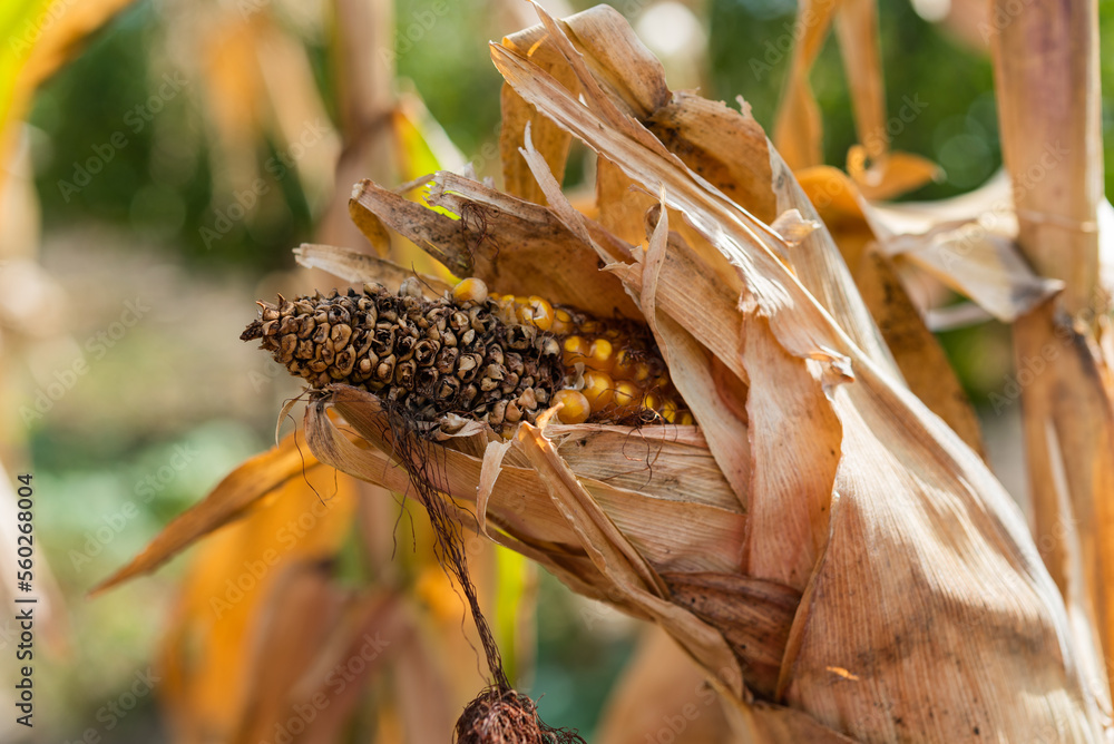 Close-up view of diseased and moldy corn cob on the field. Rotten corn ...