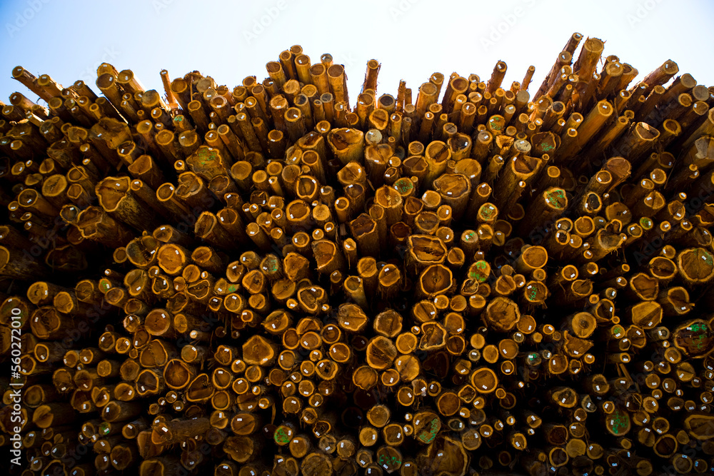 Log stockpiles of California Redwood are stored for future lumber ...