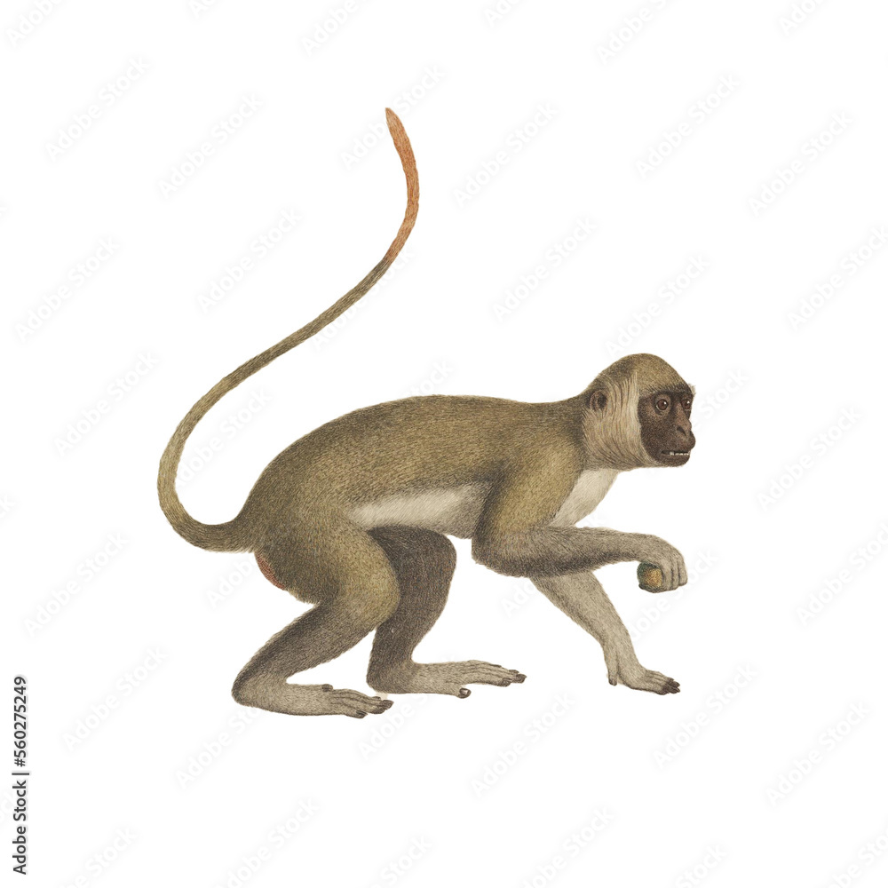 Realistic botanical illustration of different types of primates ...