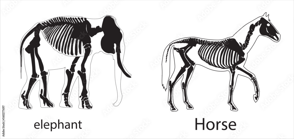 horse and Elephant skeletal system on a white background sketch hand ...
