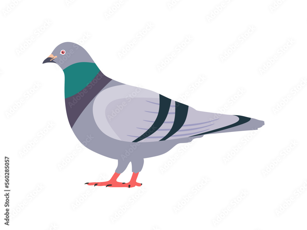 Common wood pigeon seen in Side view - Flat style vector. Cartoon ...