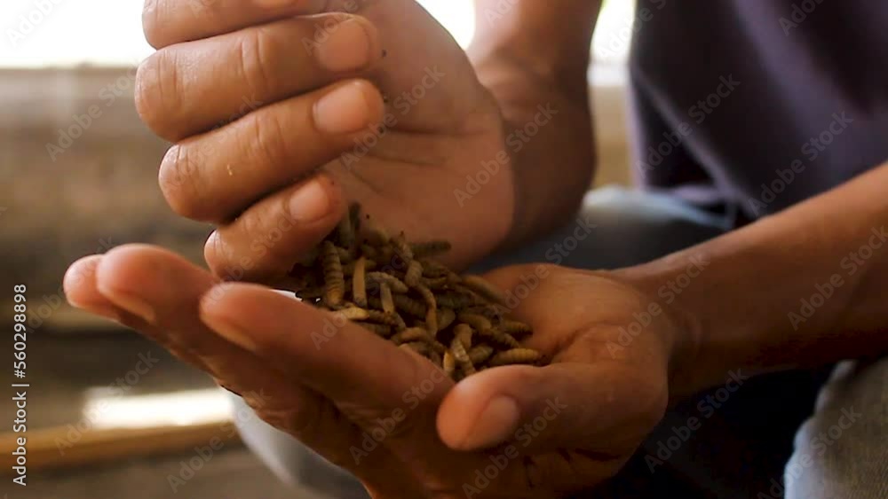 Hermetia illucens, The hand of an adult Asian male, shows a handful of ...