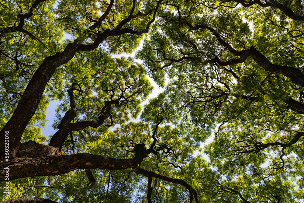 Looking up into the urban tree canopy in Buenos Aires Argentina Stock ...