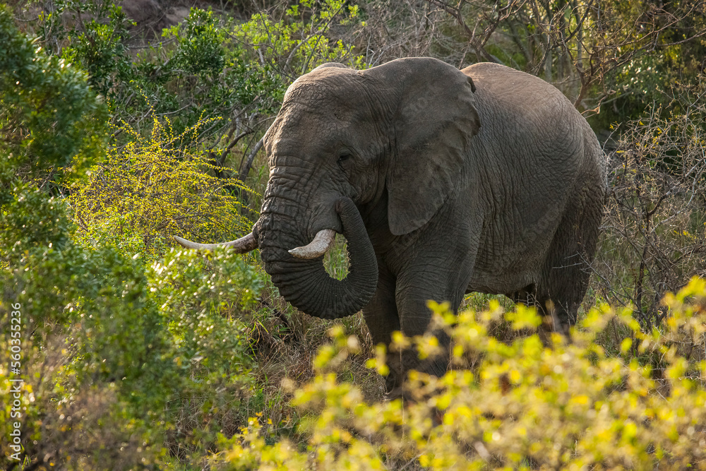 The sentient creatures of Africa are elephants. They are protected in ...