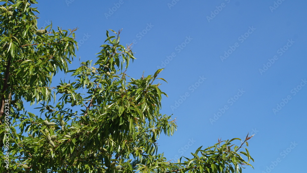 Foto de Almendro. Cosecha de almendras. Almendros verdes en el árbol ...
