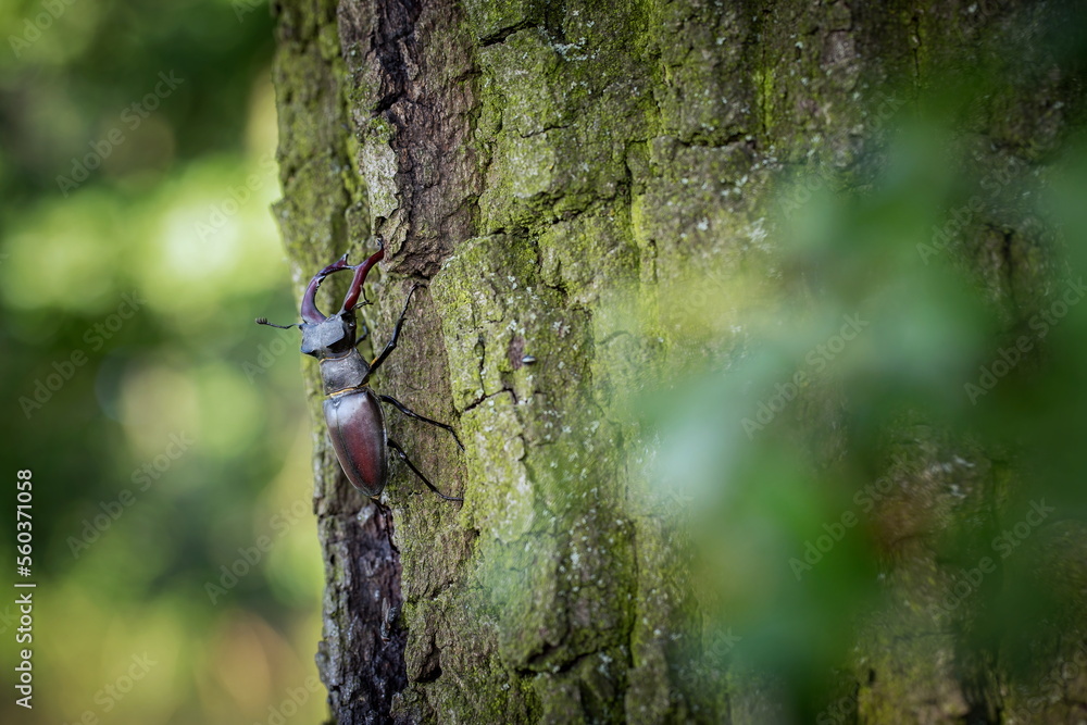 Dominant stag beetle, lucanus cervus, holding the defeated one turned ...
