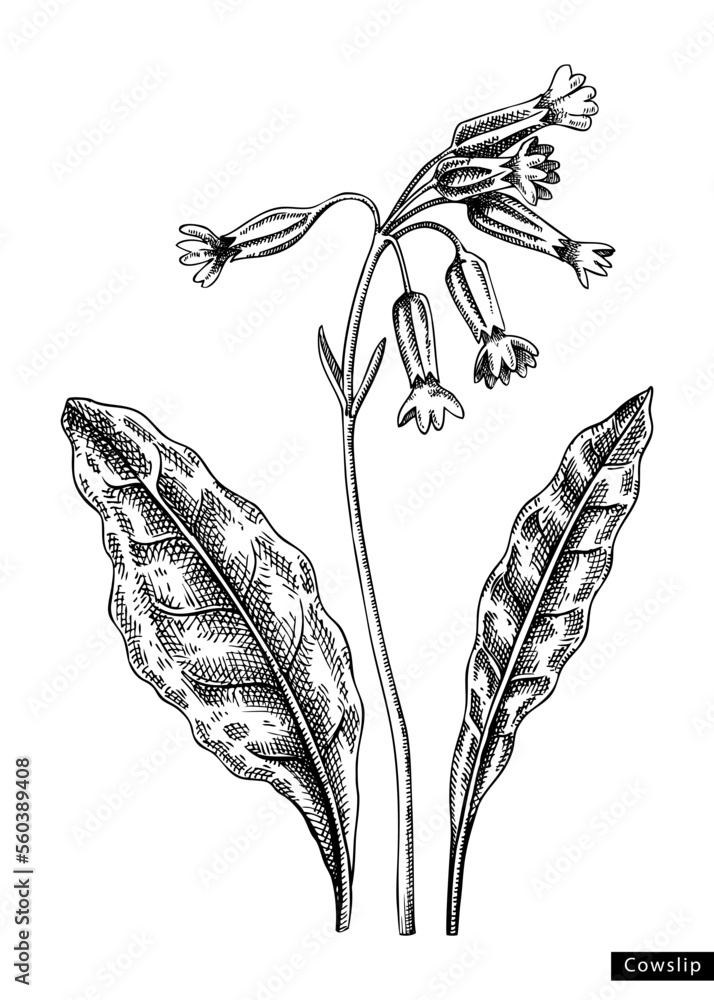 Cowslip flower sketch in engraved style. Floral branch with buds and ...