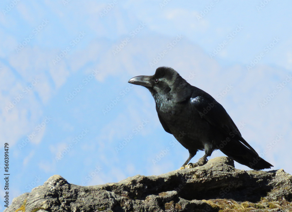 The large-billed crow, formerly referred to widely as the jungle crow ...