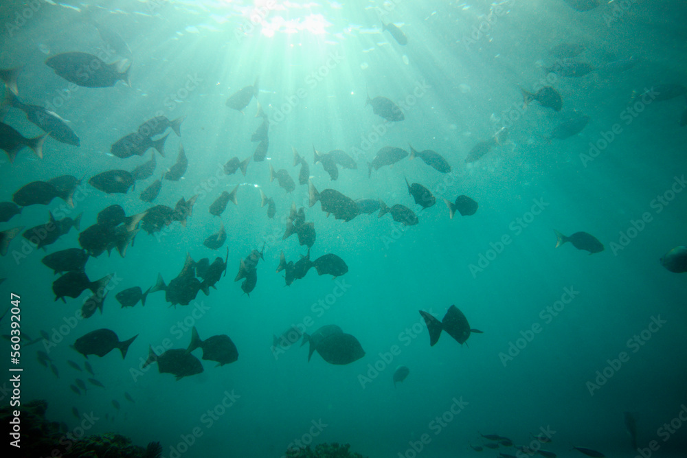 Schools of fish near Lady Elliot Island in the Great Barrier Reef ...