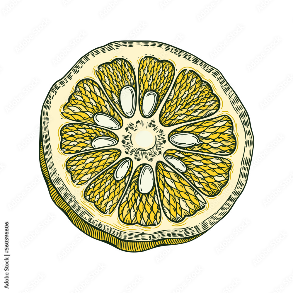 Hand-drawn yuzu illustration in color. Japanese citrus fruit in ...