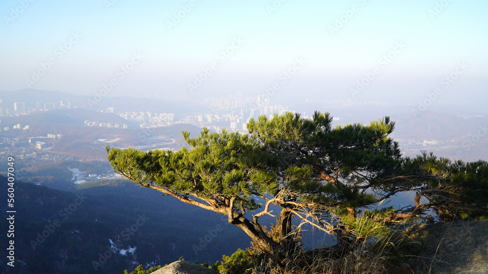 The beauty and freedom of the pine trees of Bukhansan Mountain. Stock ...