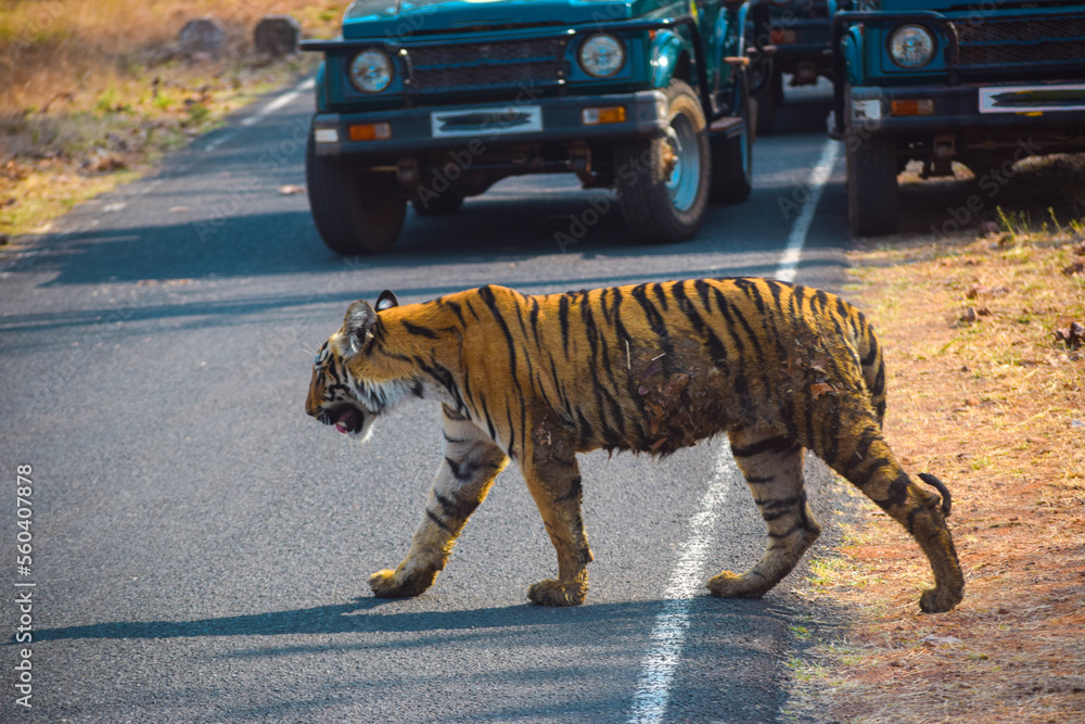 Sub adult cub of Lara tigress walking in front of safari vehicles ...