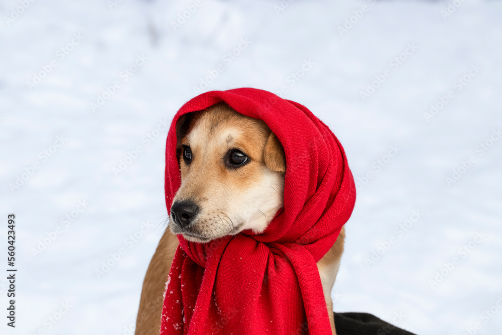 Portrait of a dog with a scarf wrapped around his head.The frightened ...