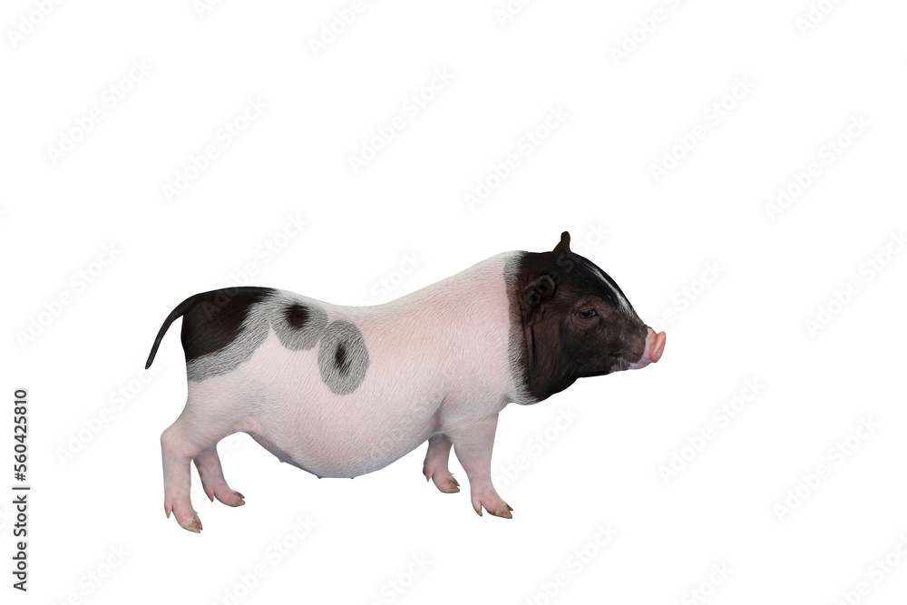 Cute miniature pig isolated transparent background png file Stock Photo ...