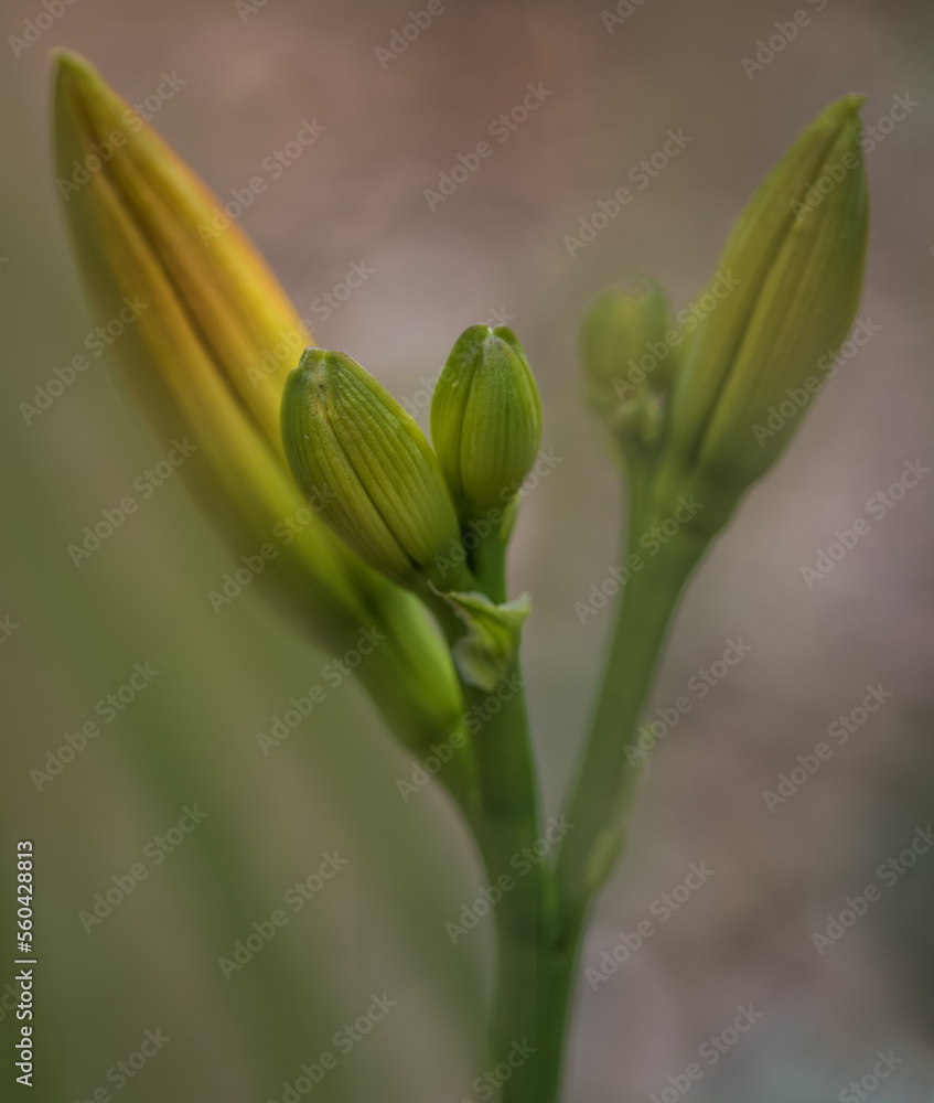Close-up of yellow and green lily buds with a bokeh background in a ...