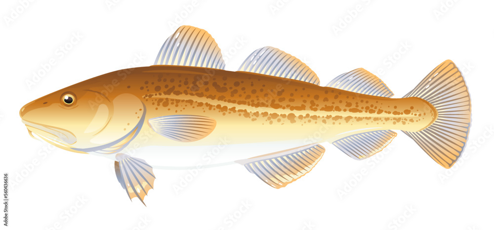 One Atlantic cod fish from one side, high quality illustration of sea ...