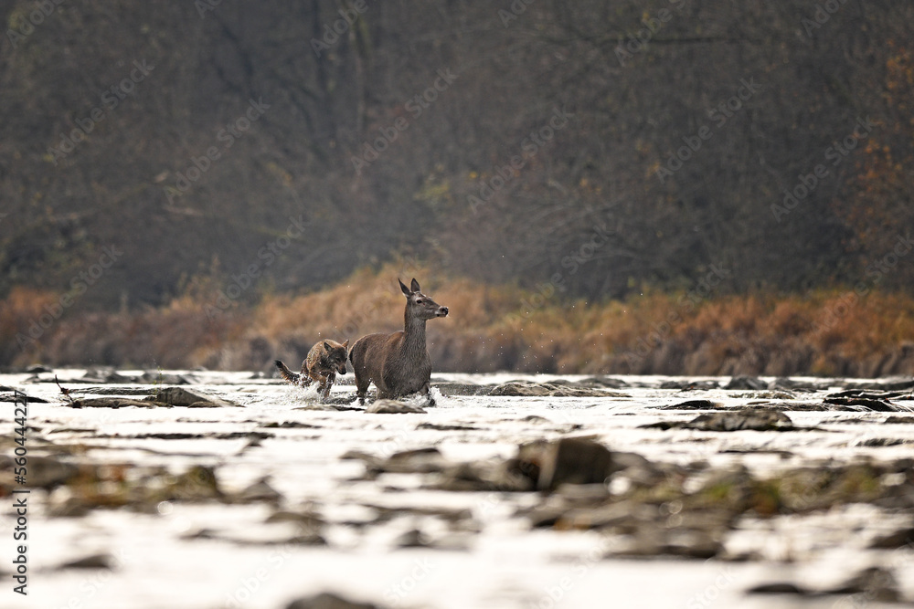 Grey wolf chasing down isolated hind in the river current against the ...