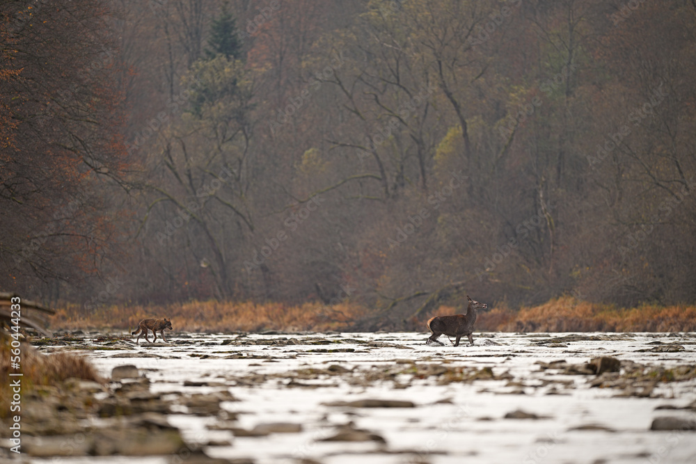 Grey wolf following isolated hind in the river current against the ...