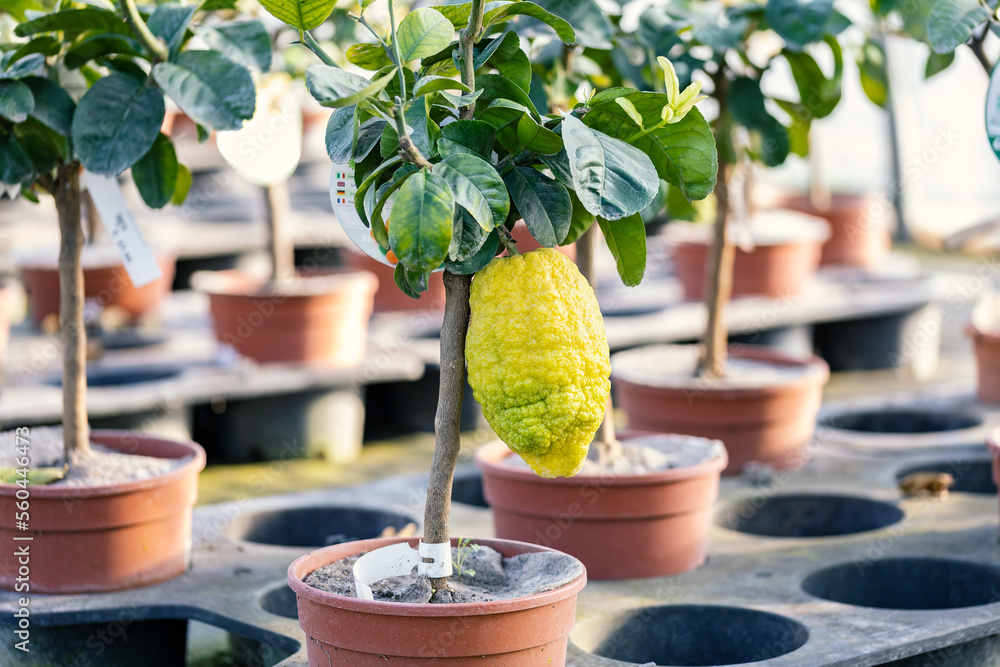 Citrus medica 'Maxima' (Giant Citron). Maxima Citron is one the biggest ...