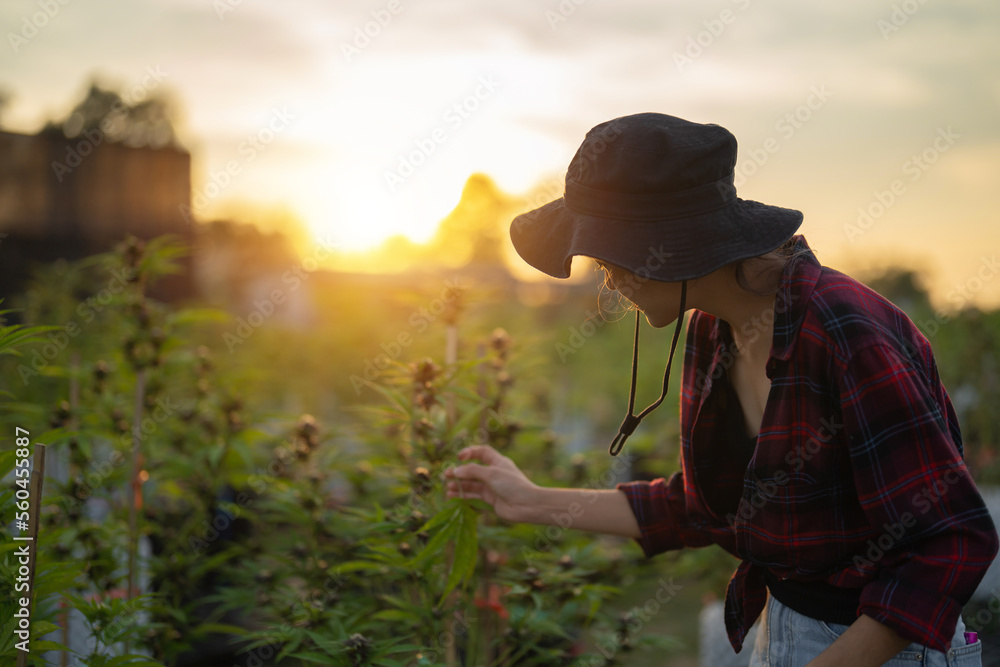 A woman worker working in outdoor marijuana field, hemp or cannabis ...