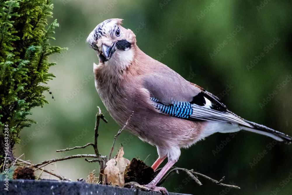 Vogel Stock Photo | Adobe Stock