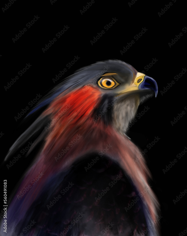 colored side profile drawing of hawk Stock Illustration | Adobe Stock