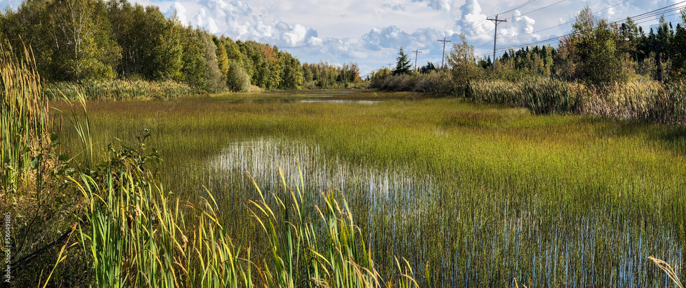 Wetland landscape with cattails, equisetum and scouring rush, Prince ...