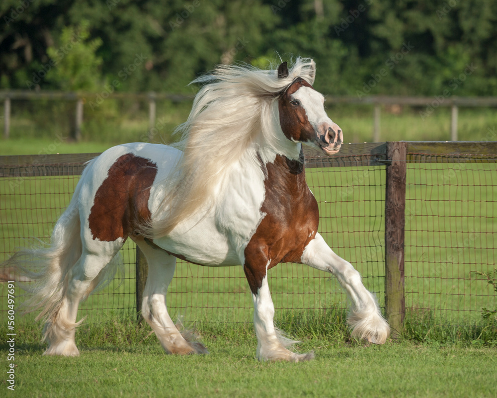 Running Gypsy Vanner Horse mare with white mane and tail Stock Photo ...
