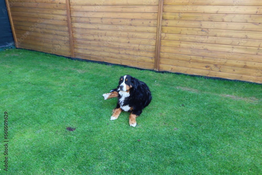 View on a Bernese Mountain Dog which is a large dog breed, one of the ...
